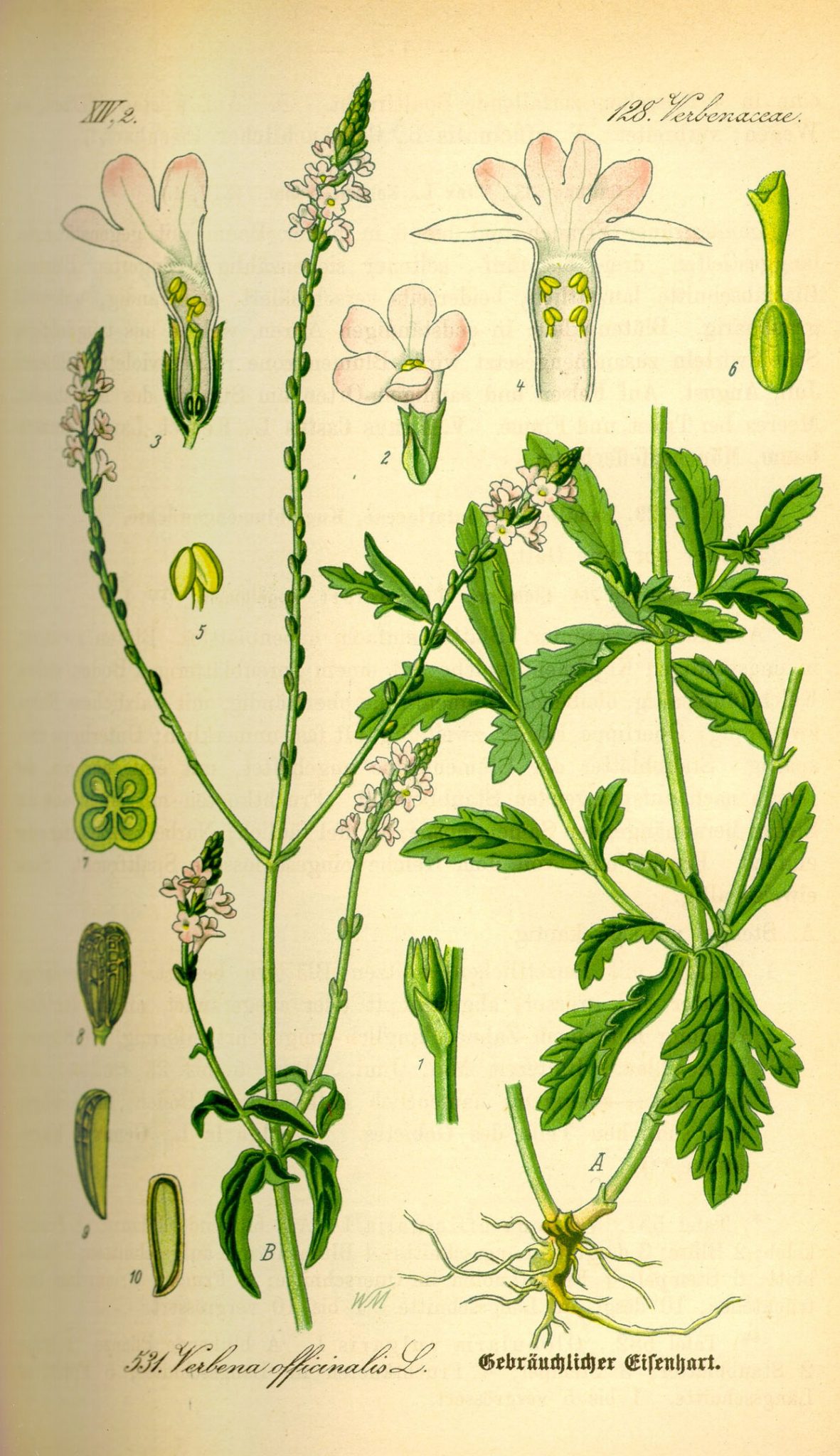Vervain: the Enchanter’s Plant - Rowan Ash Artistry